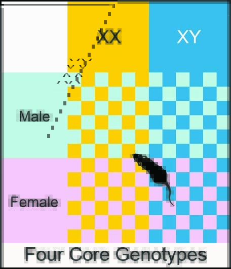 Art Arnold Lab – UCLA Life Sciences